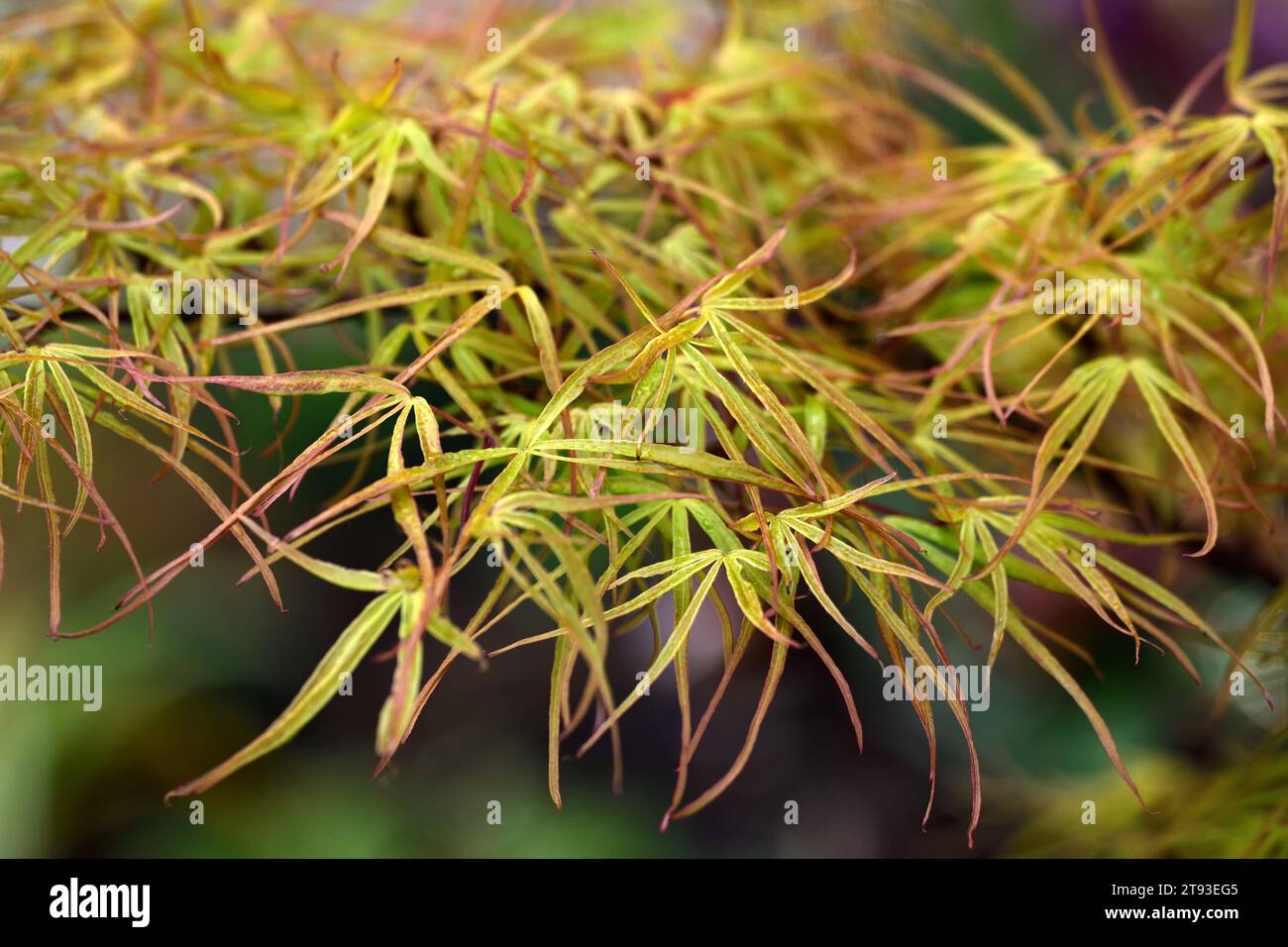 acer palmatum villa taranto,upright linearilobum Japanese maple,new ...