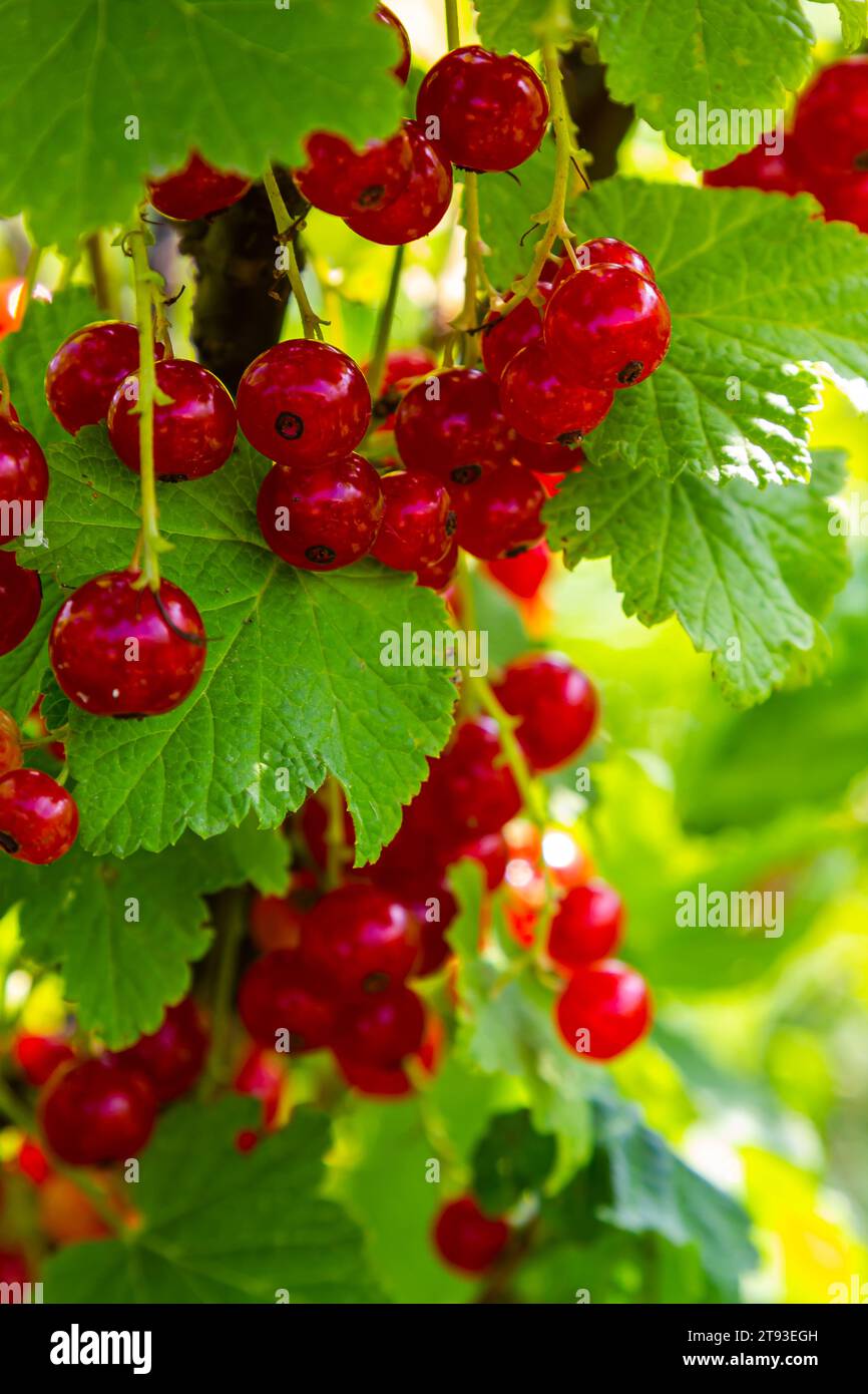 Red currant berries grow in sunny garden. Red currants plantation in ...
