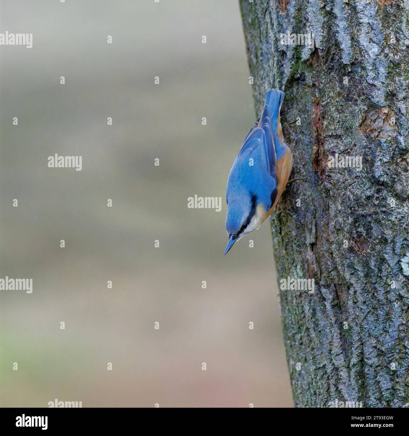 Side pov pose nuthatch hi-res stock photography and images - Alamy