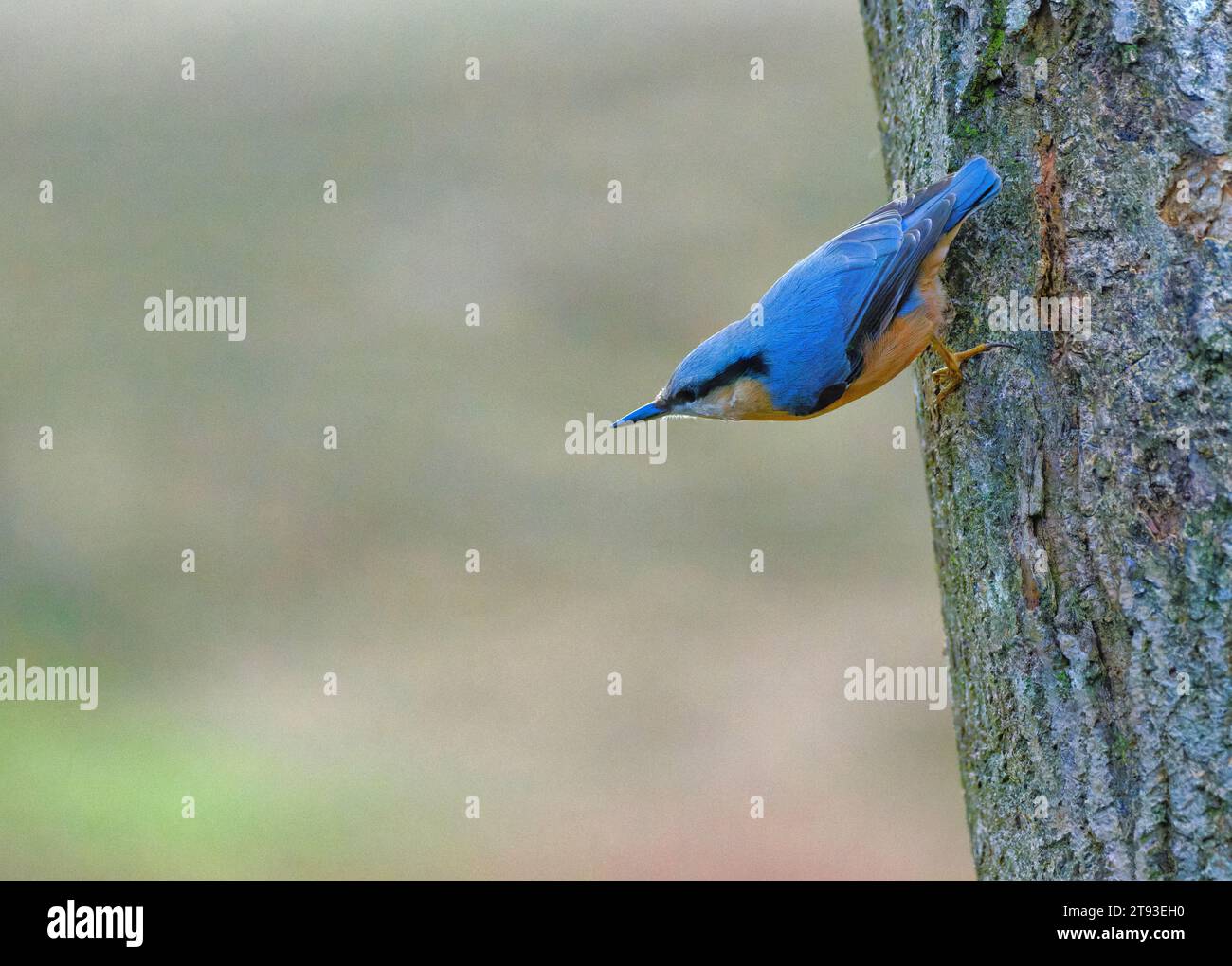 Classic nuthatch pose hi-res stock photography and images - Alamy