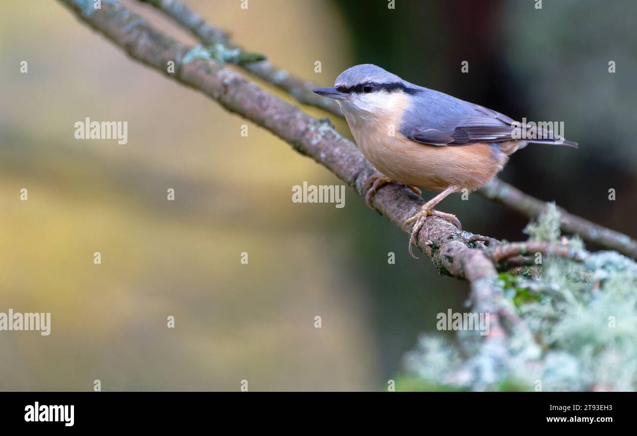 Classic nuthatch pose hi-res stock photography and images - Alamy