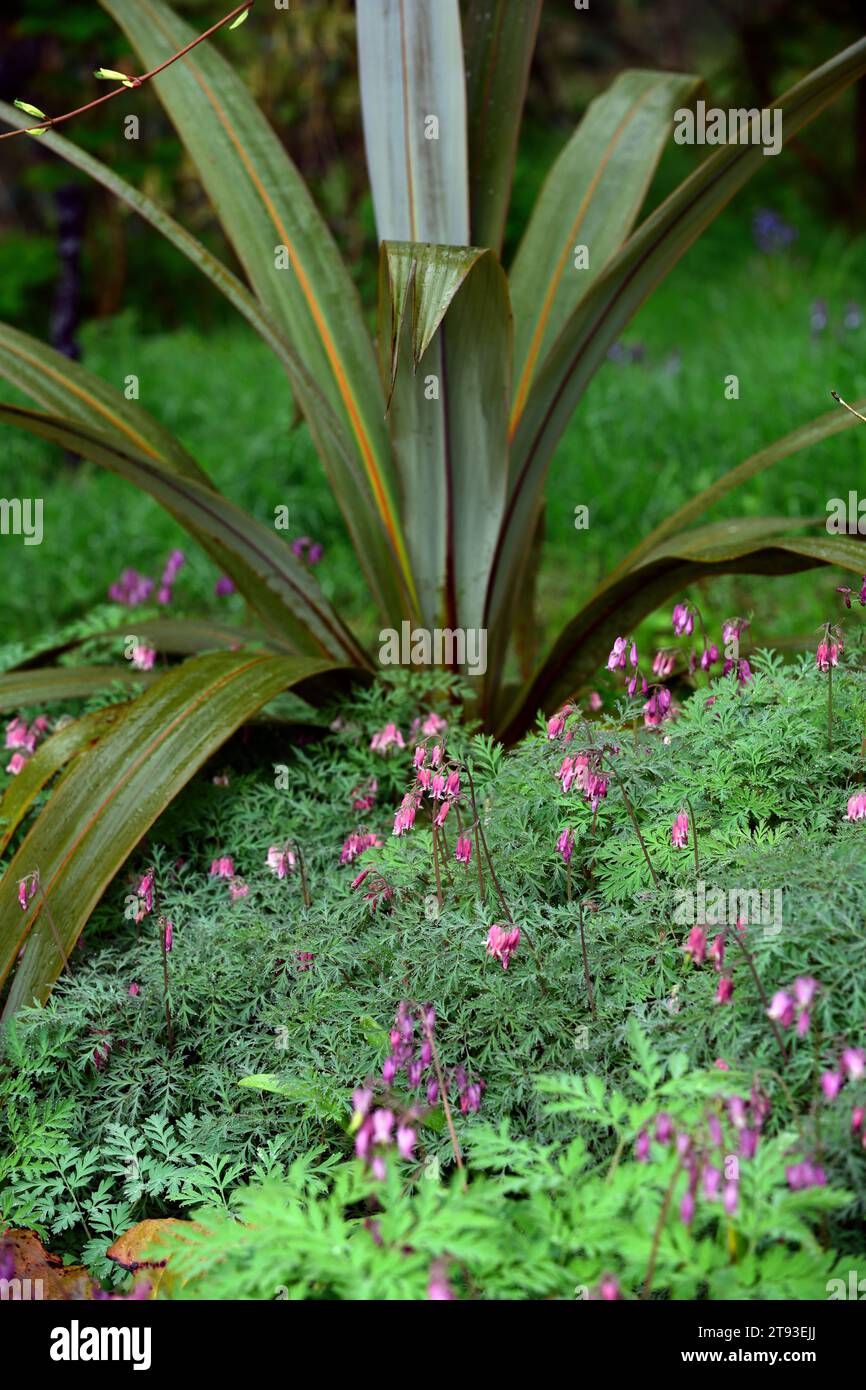 Dicentra filigree hi-res stock photography and images - Alamy