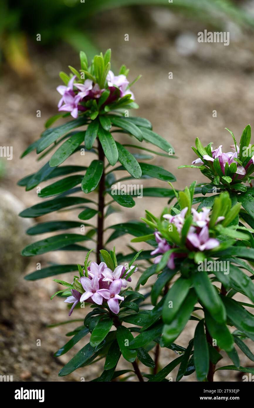 Daphne retusa,Daphne tangutica Retusa,dwarf,miniature,evergreen shrub ...
