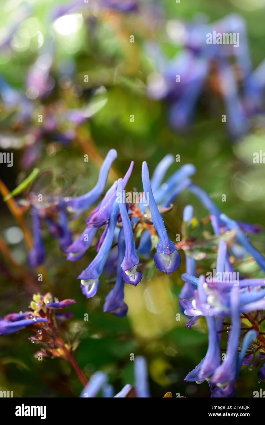 corydalis flexuosa purple leaf,azure blue flowers,blue flowers,spring ...