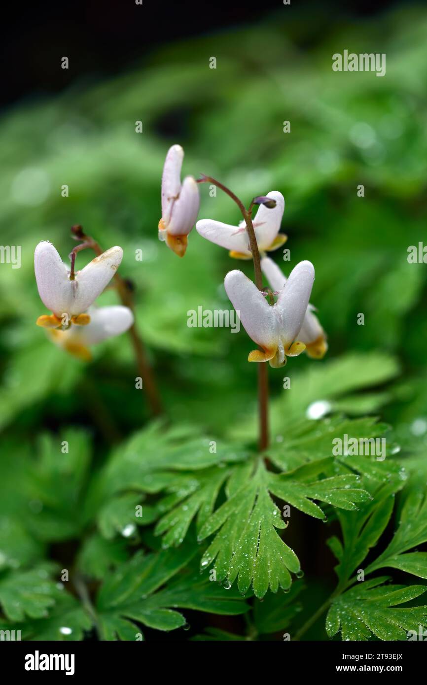 Dicentra cucullaria pittsburgh hi-res stock photography and images - Alamy