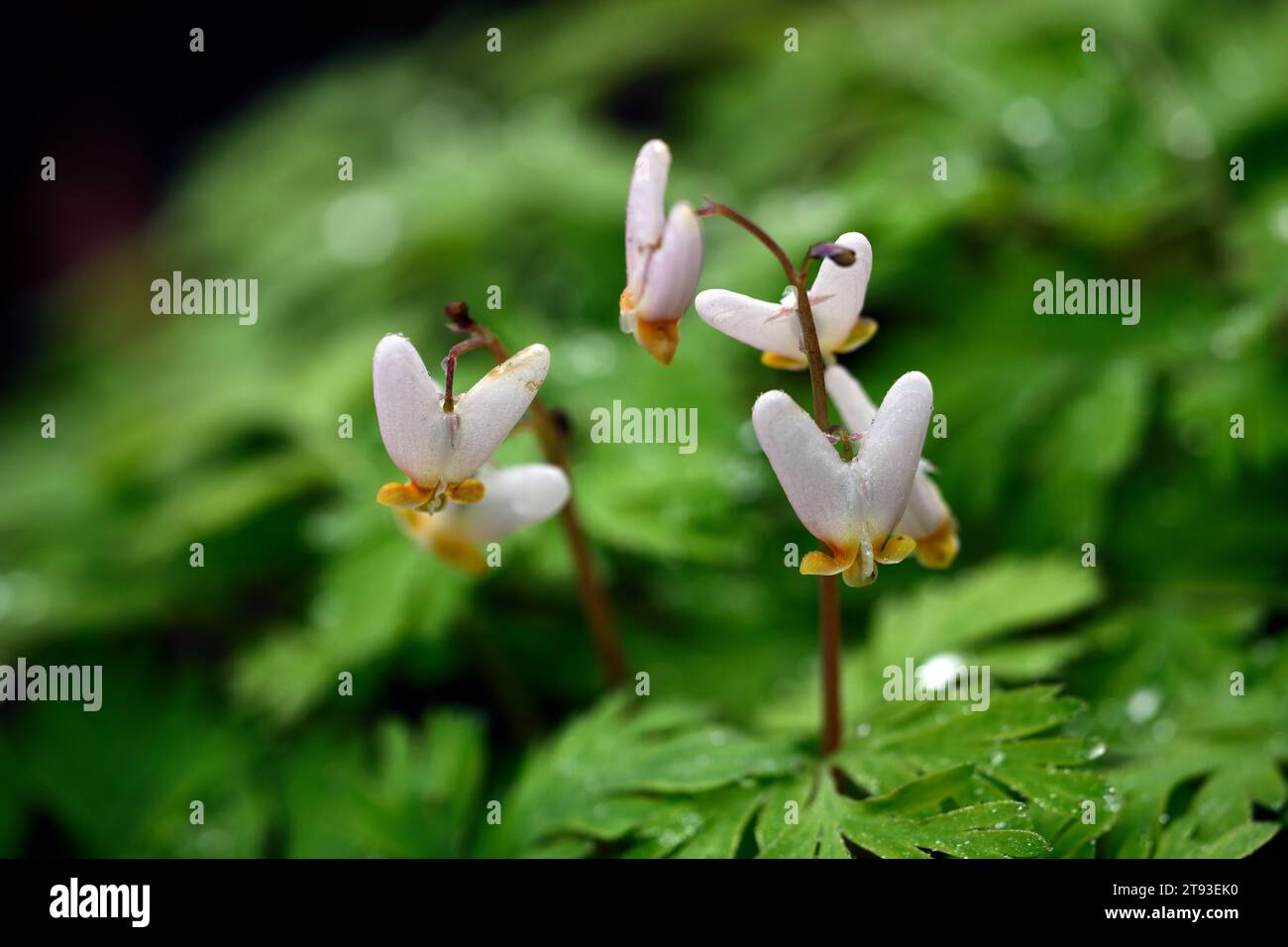 Dicentra cucullaria pittsburgh hi-res stock photography and images - Alamy