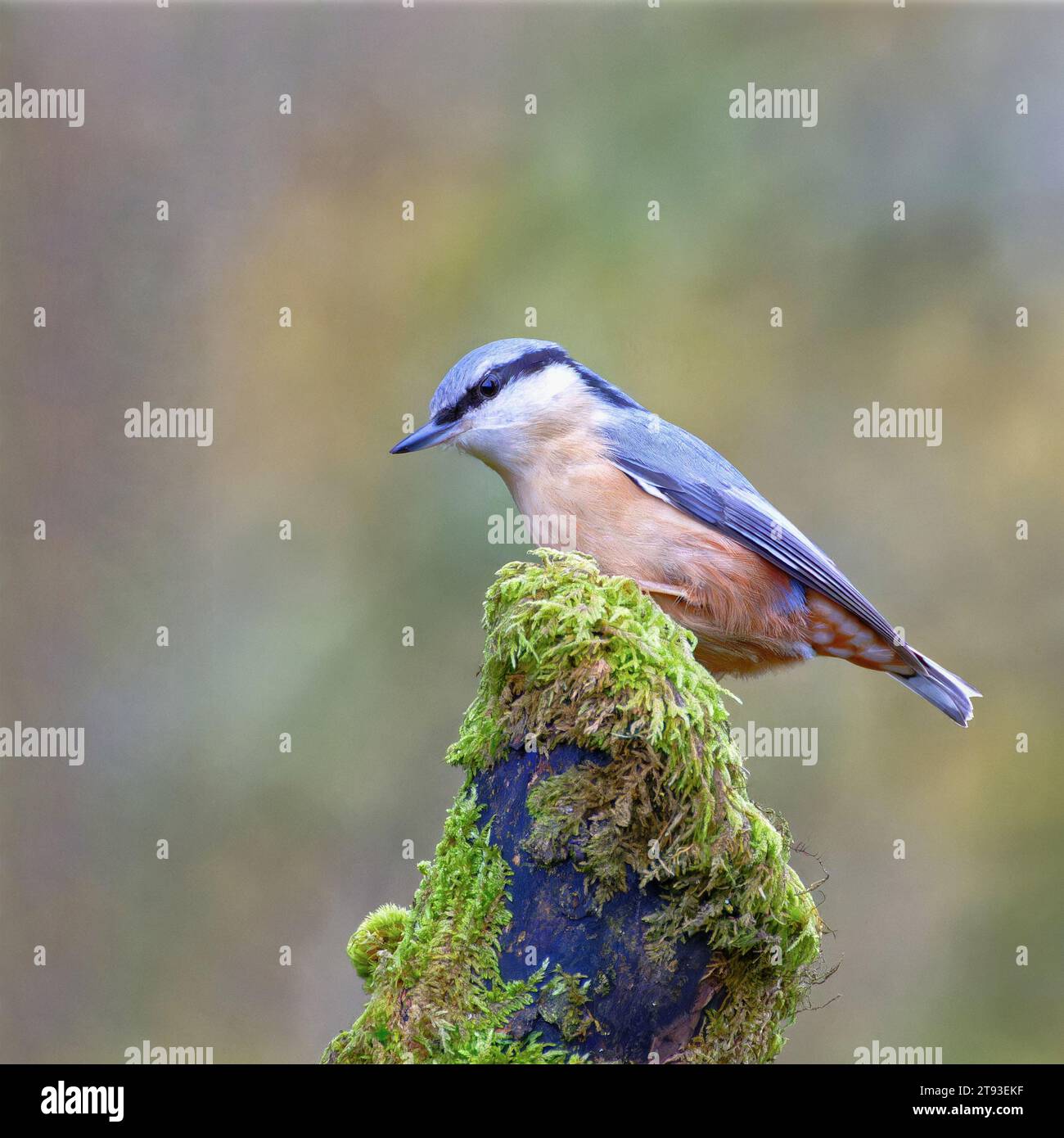 Classic pose of the nuthatch hi-res stock photography and images - Alamy