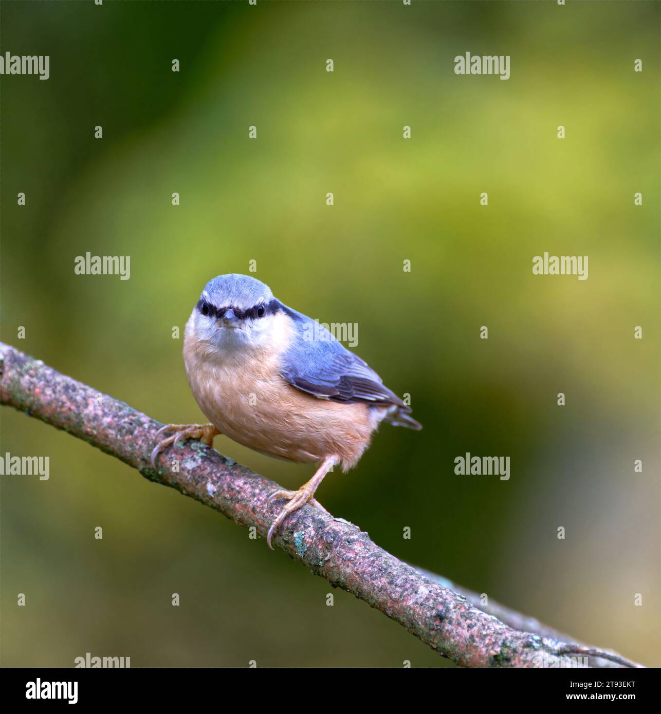 Classic pose of the nuthatch hi-res stock photography and images - Alamy