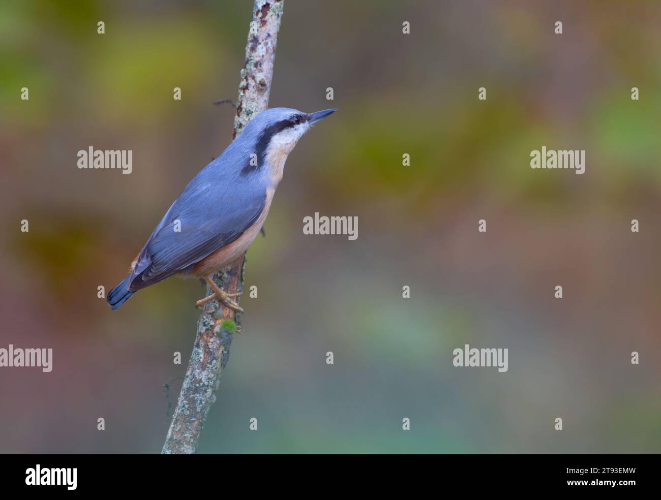 Classic nuthatch pose hi-res stock photography and images - Alamy