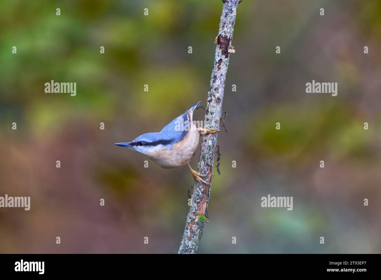 Spotlight on nuthatch hi-res stock photography and images - Alamy