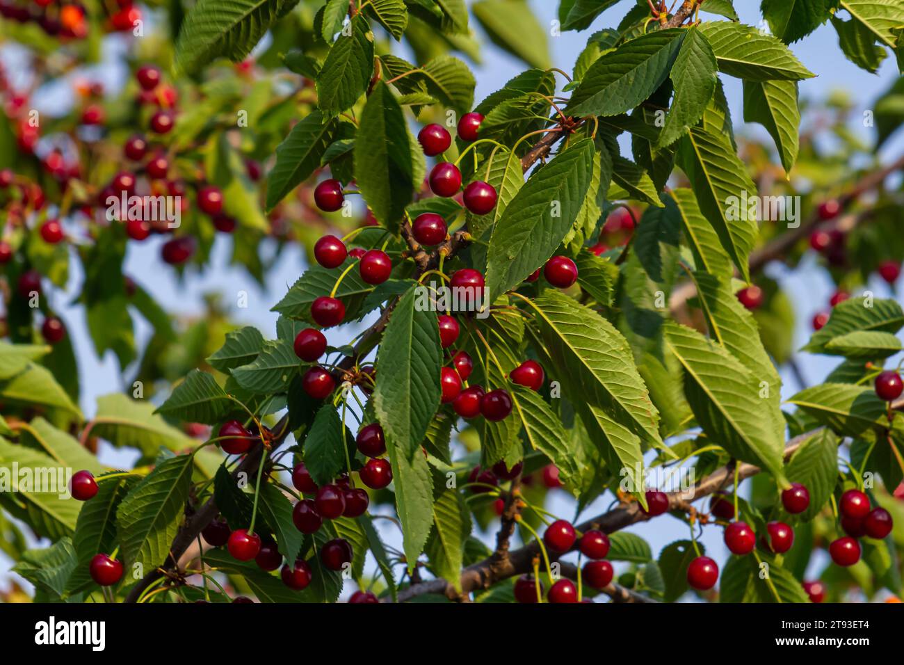 Close up large branch ripe hi-res stock photography and images - Alamy