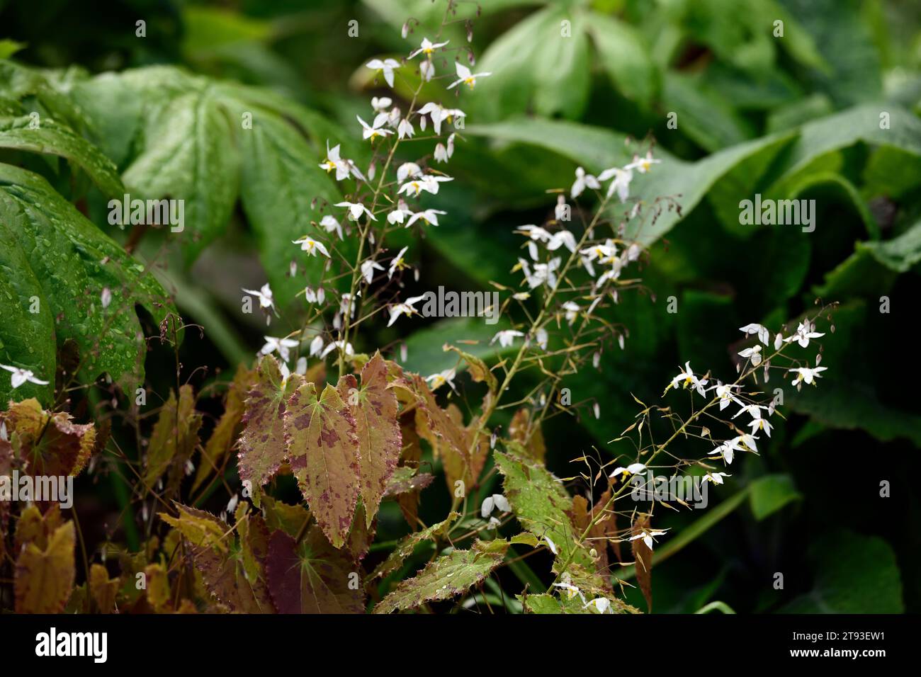 epimedium stellulatum long leaf form,white yellow flowers,white star ...