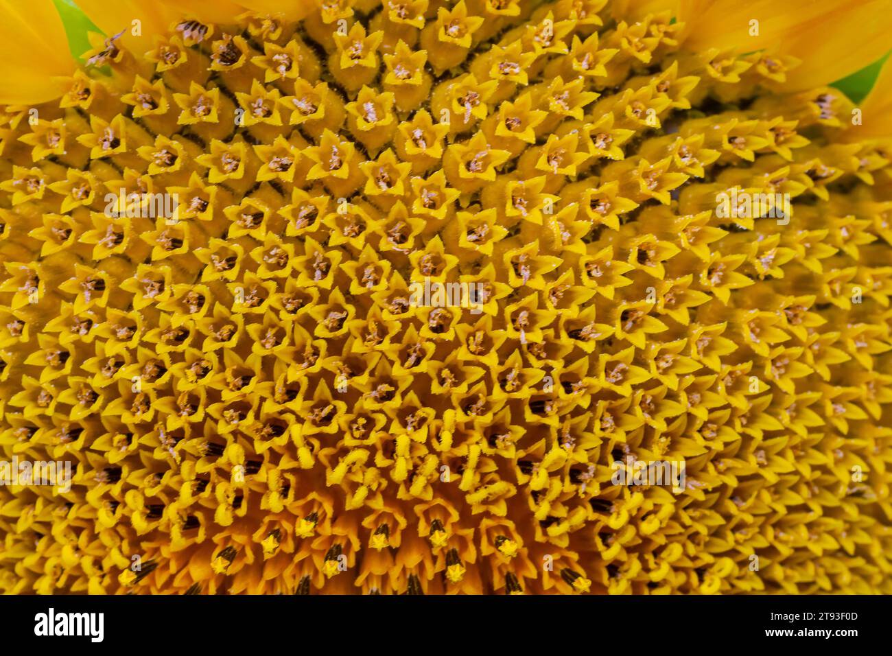 Core of of the flower, texture. Sunflower close-up. Seeds and oil. Flat ...