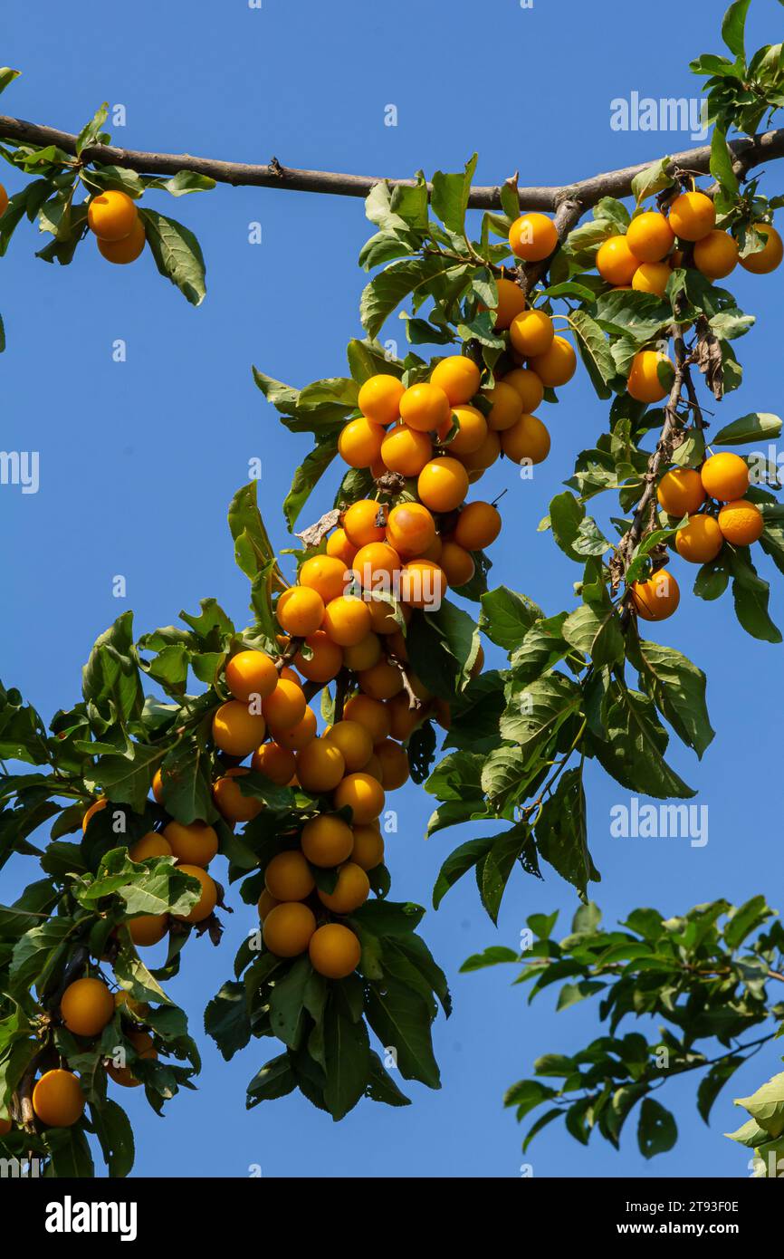 Ripe plums on green branches in the garden. A few fresh juicy round red ...