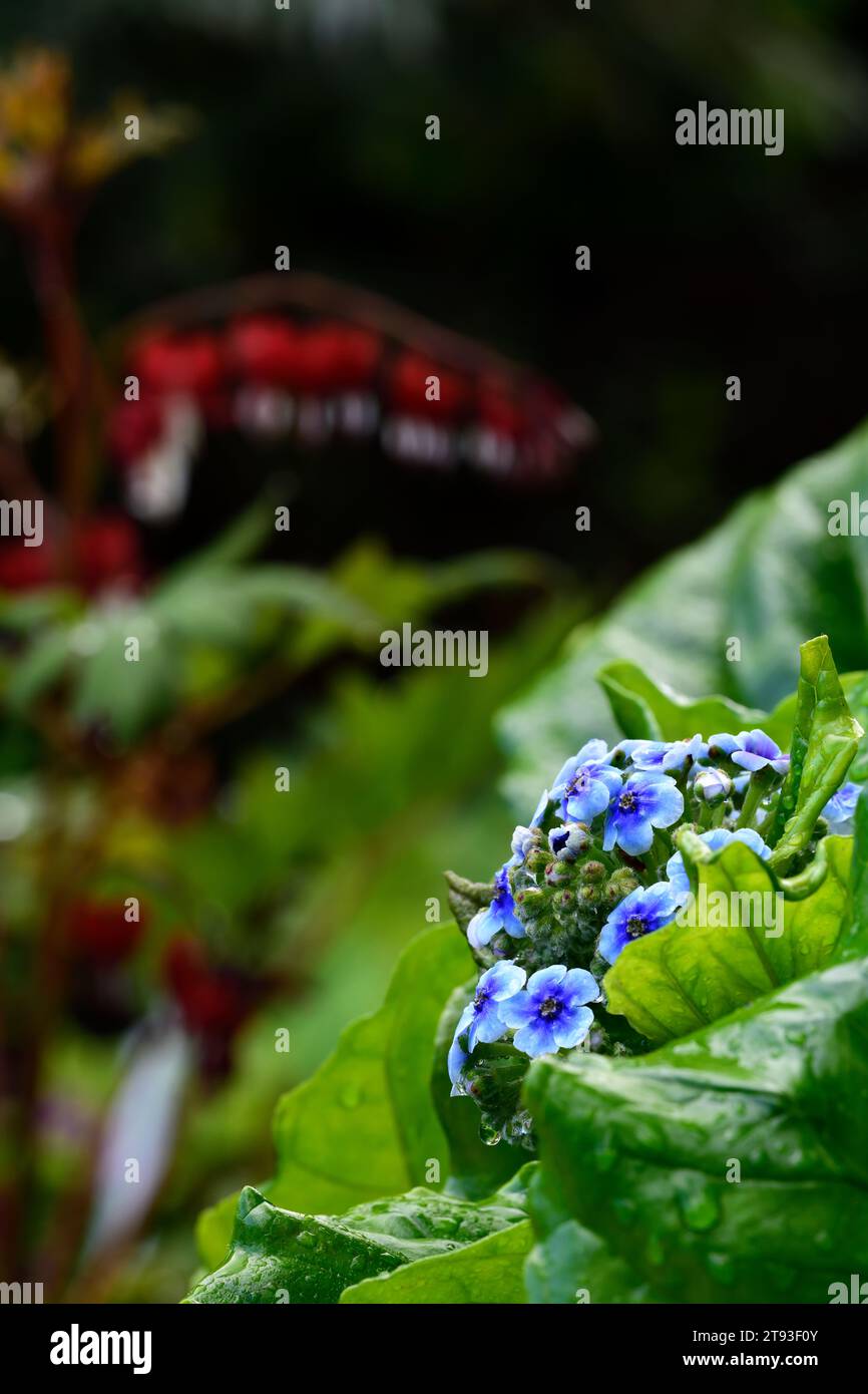 Myosotidium hortensia,Chatham island forget-me-not,blue flowers ...