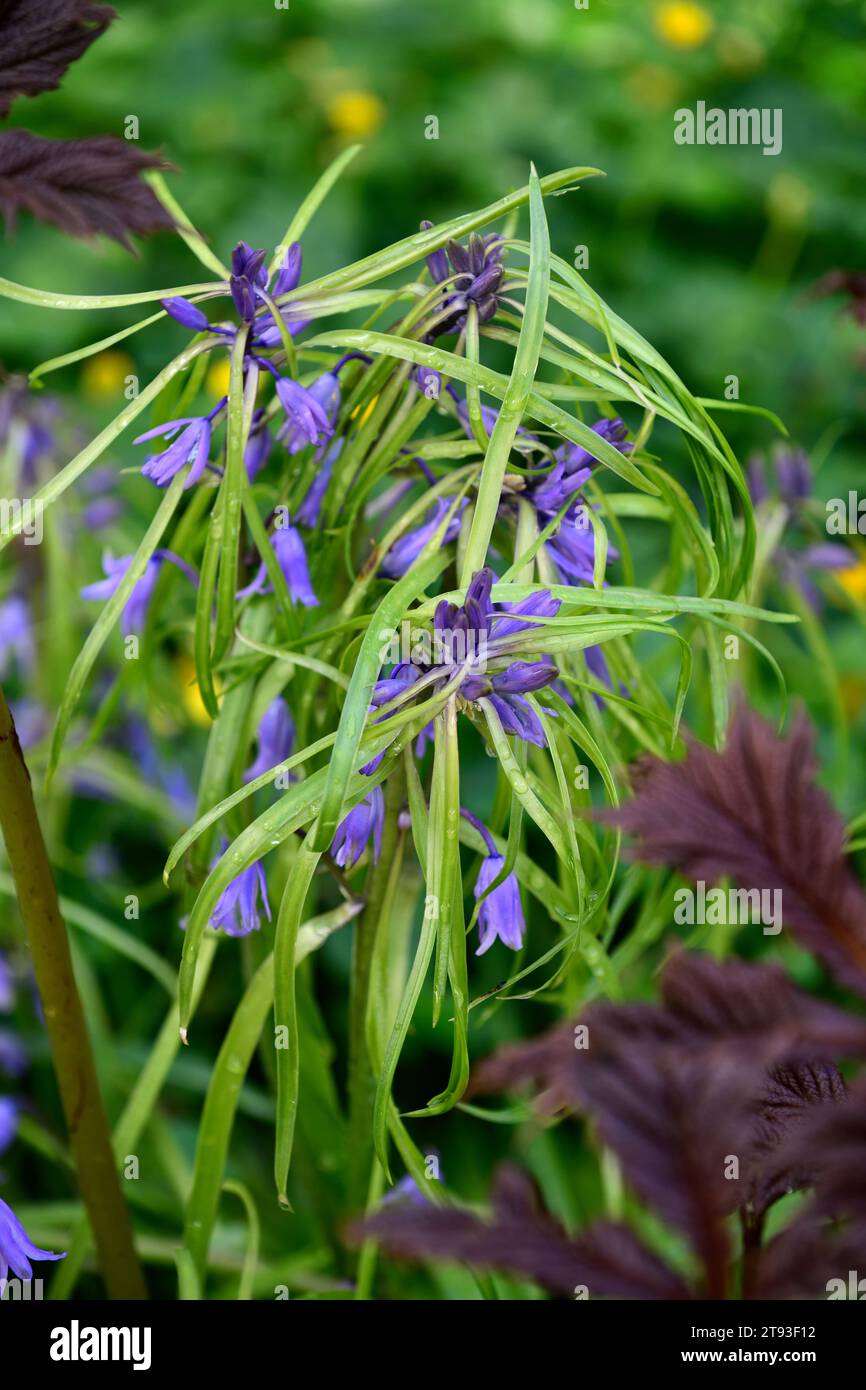 fasciation,fasciated flower,fasciation in bluebell flower,fasciated ...