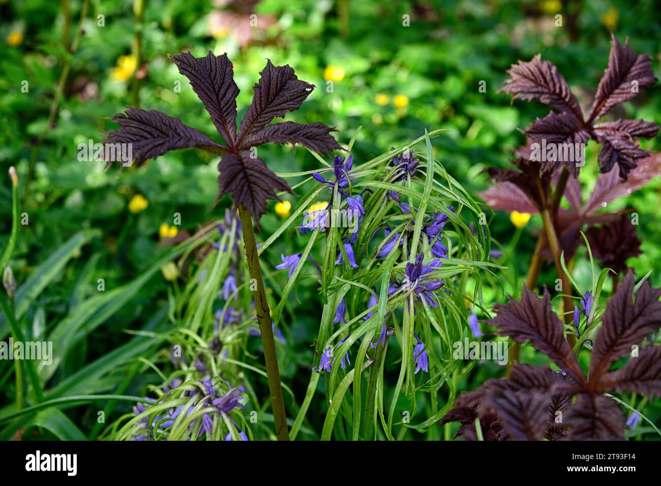 Fasciation in bluebell flower hi-res stock photography and images - Alamy