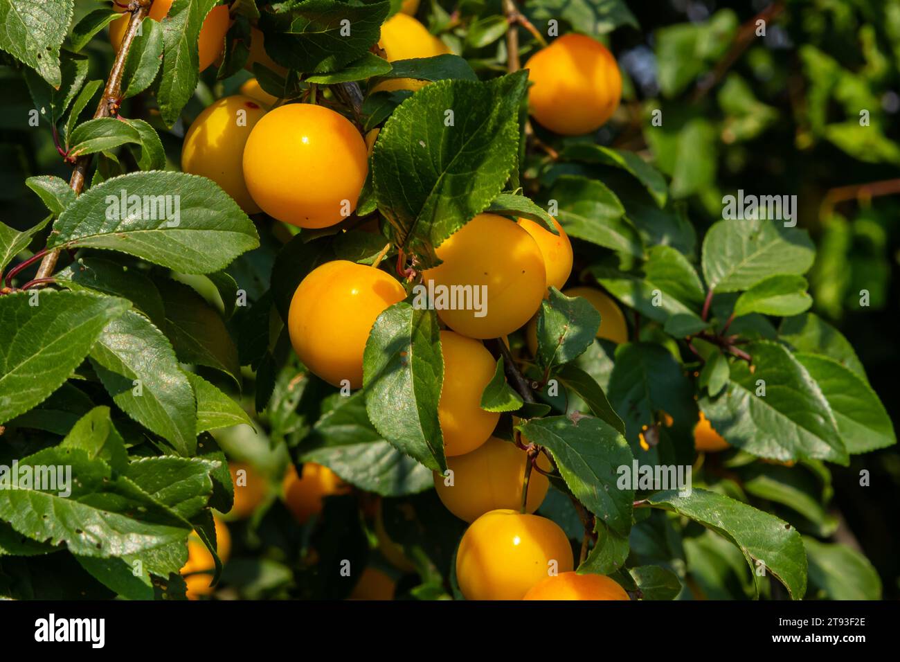 Ripe plums on green branches in the garden. A few fresh juicy round red ...