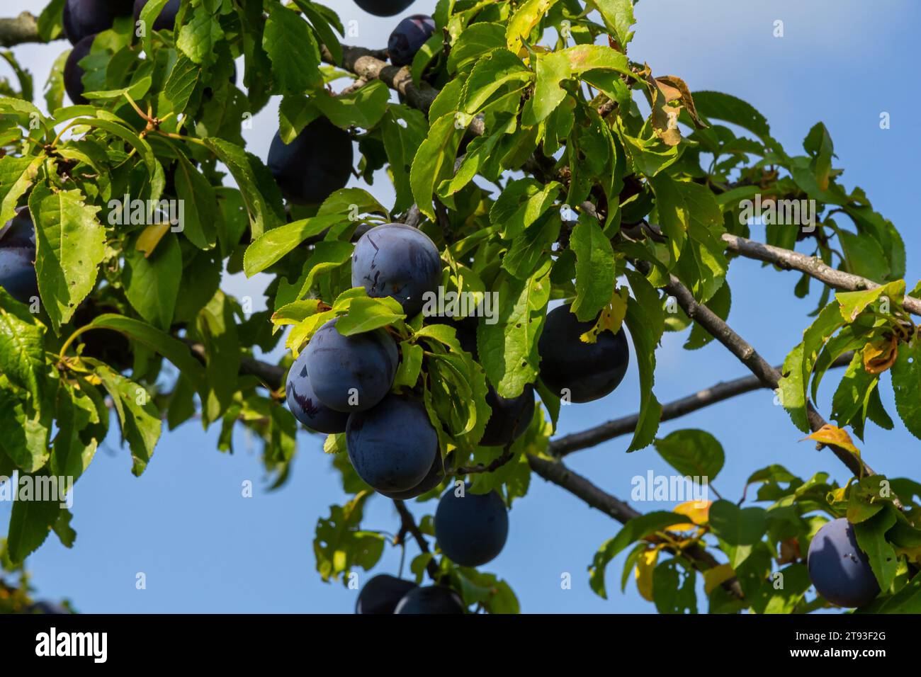 Ripe plums on green branches in the garden. A few fresh juicy round red ...