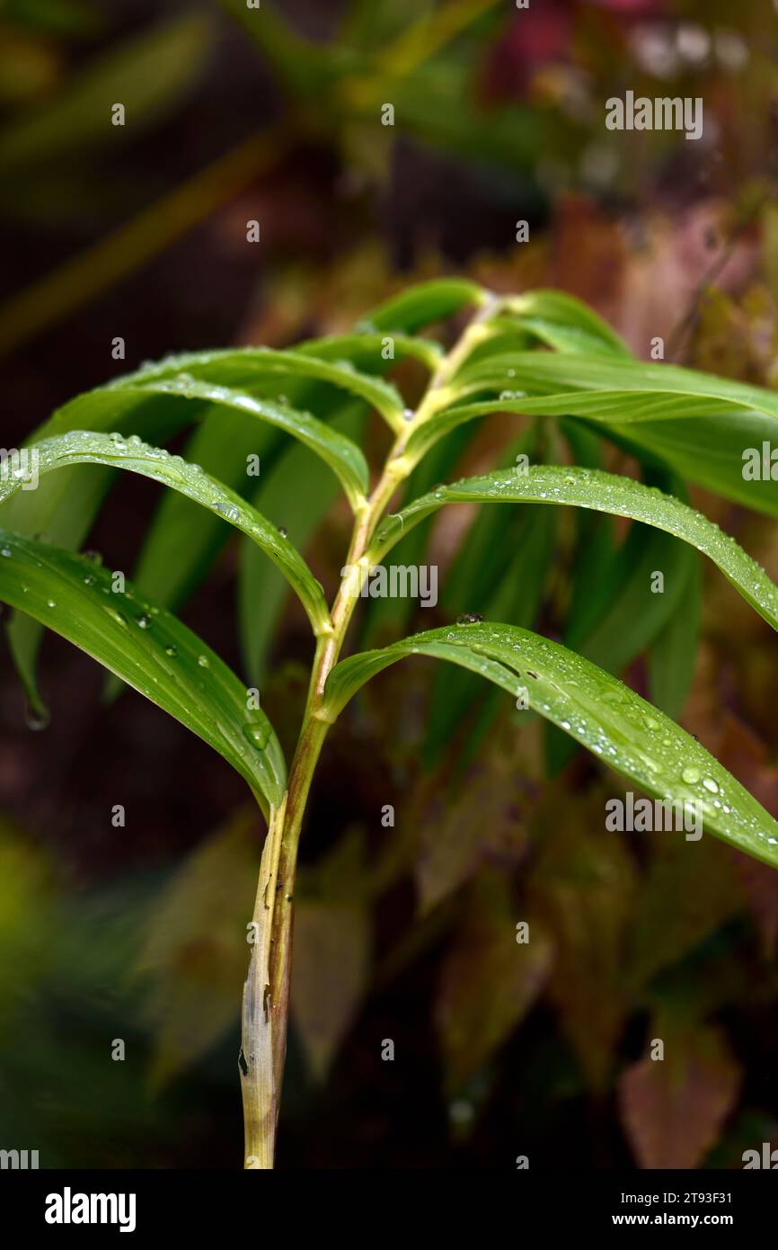 polygonatum falcatum shikoku silver,long slender arching stems,crescent ...