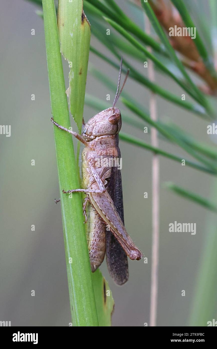 Field grasshopper common field grasshopper hi-res stock photography and ...