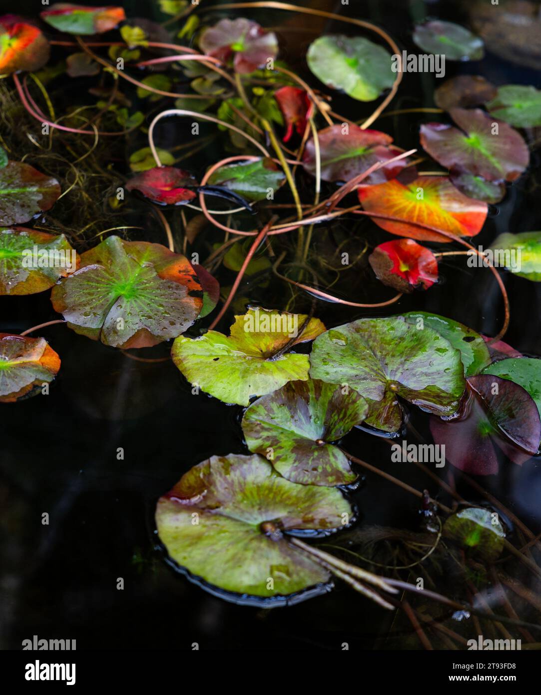 Detail of the pond vegetation with brightly colored leaves of the plant ...