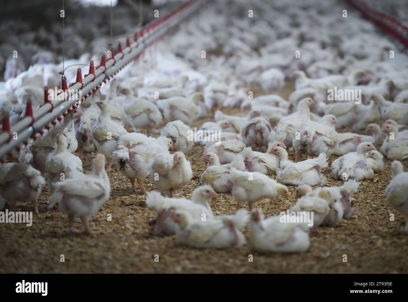 Abbotsford, Canada. 21st Nov, 2023. Chickens are seen at a poultry farm ...