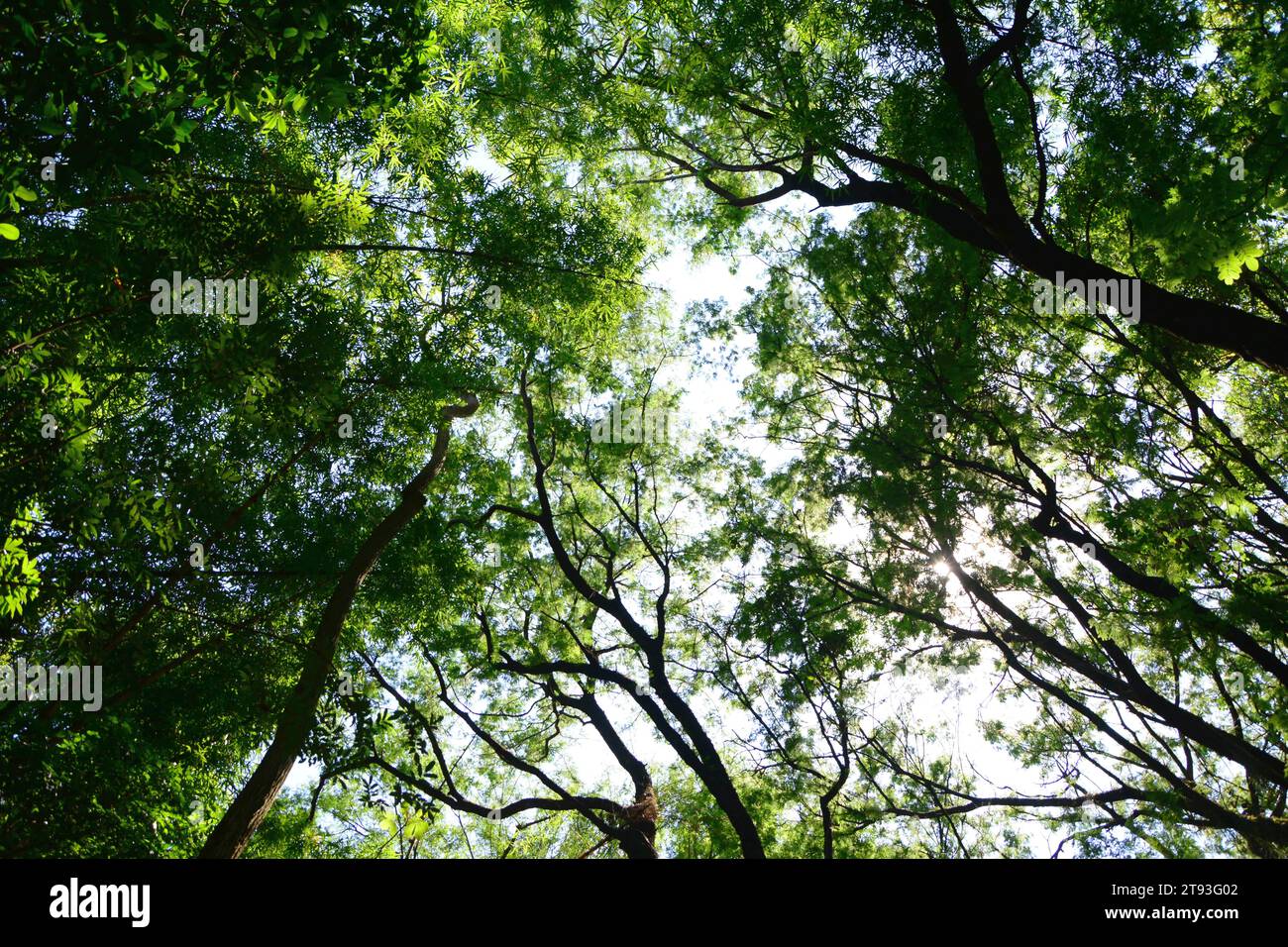 Bottom-up view of Brazilian native trees in municipal forest Stock ...