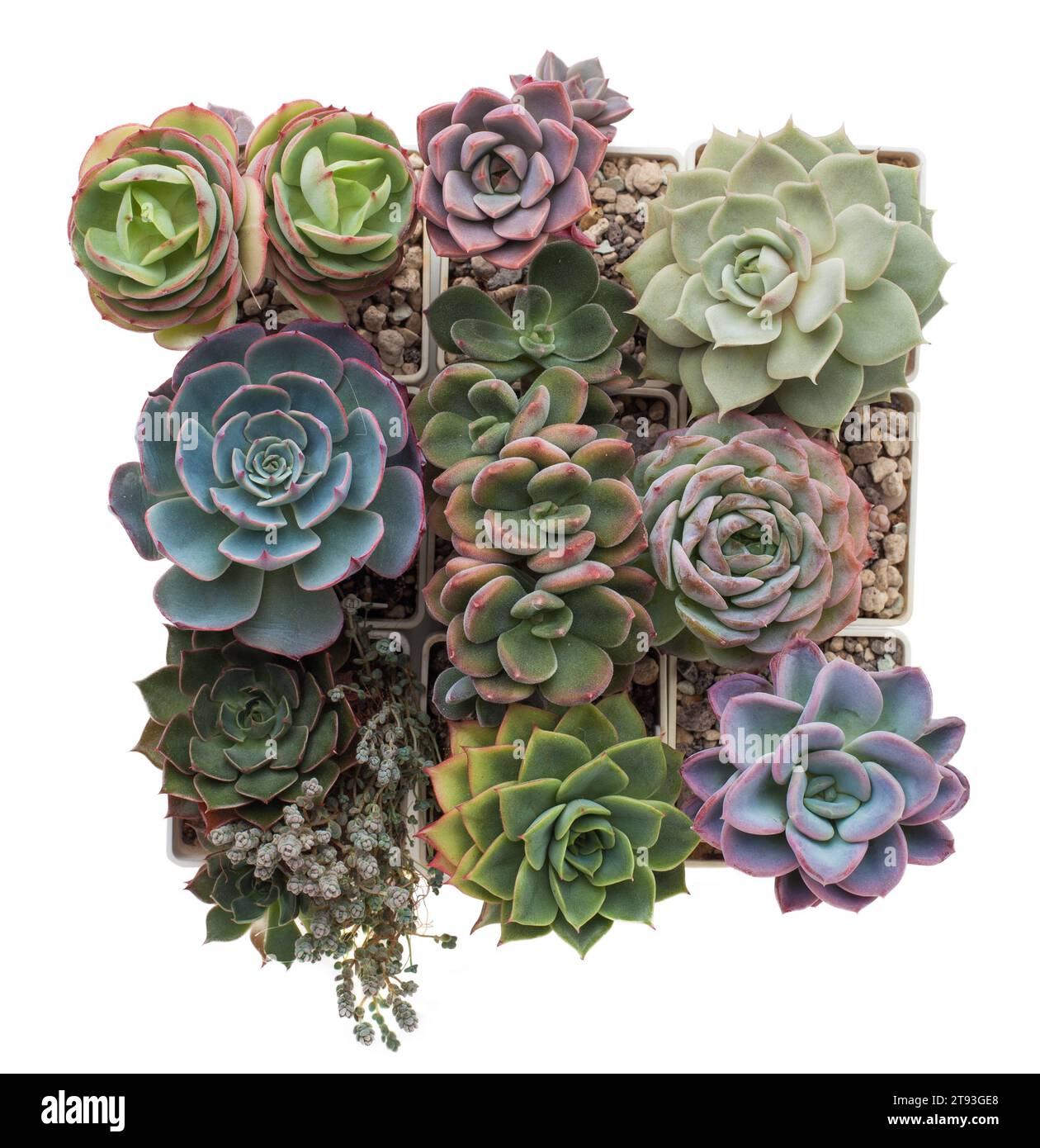 Beautiful green houseplant in pot, top view. Succulent flower rosette ...