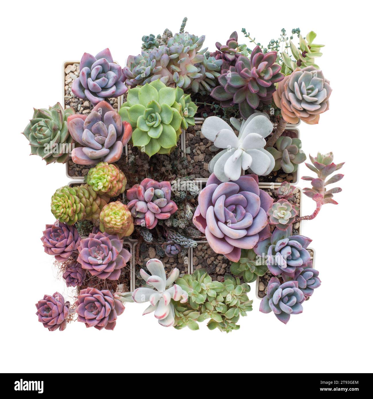 Natural houseplant in pot, top view. Green, blue and pink color ...