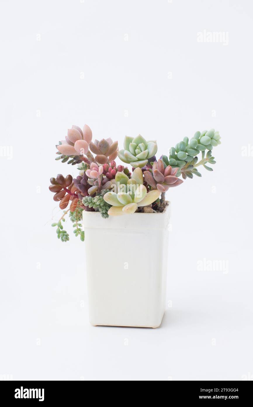 Succulent propagation. Houseplant in white plastic pot on white ...