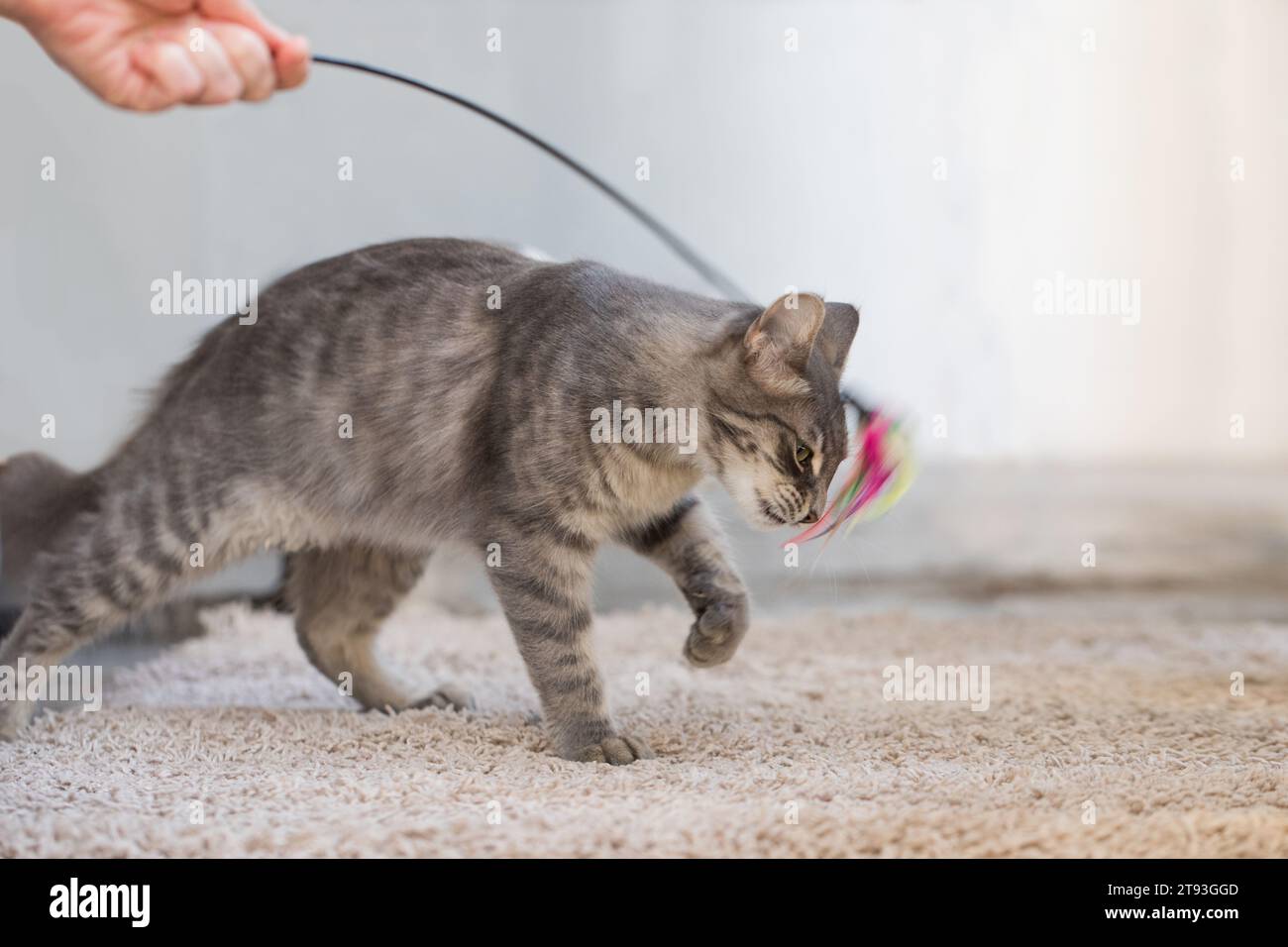 Curious young cat playing indoor with his owner at home Stock Photo - Alamy