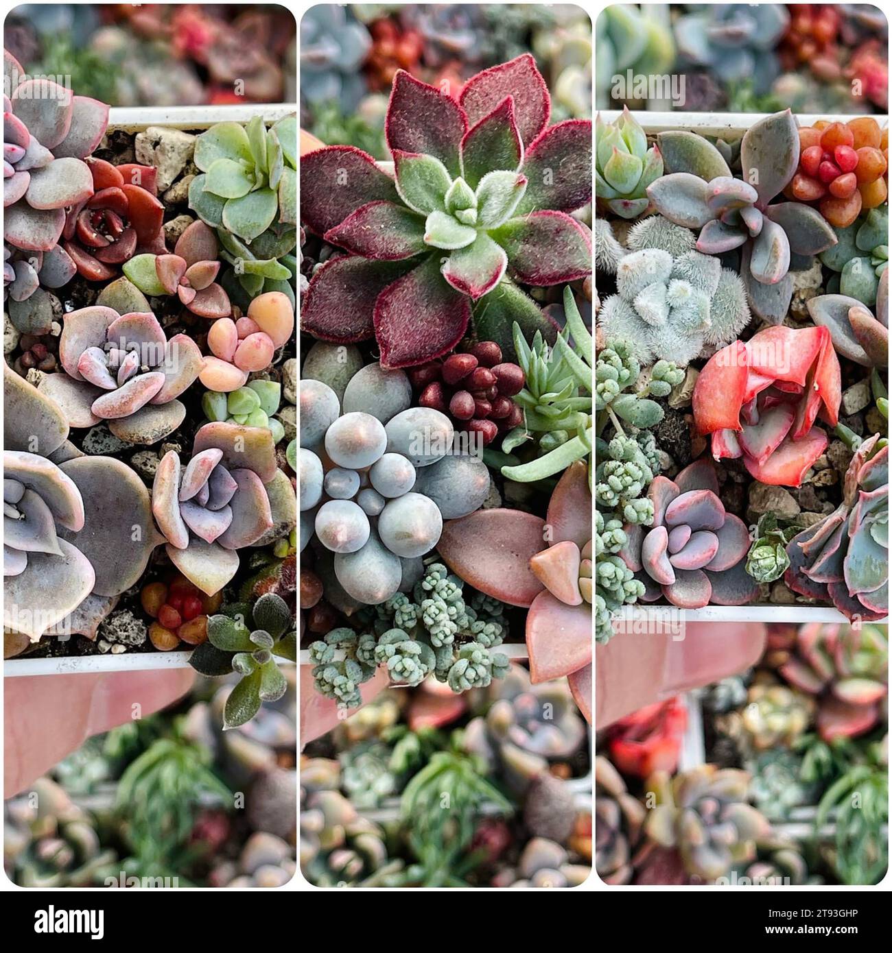 Succulent collage set top view. Houseplant propagation Stock Photo - Alamy