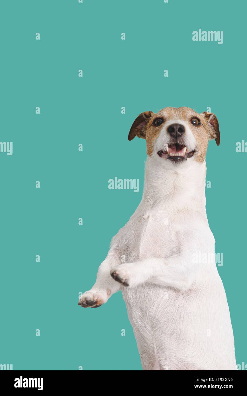 Funny well trained dog shows balancing trick. Dog training background ...