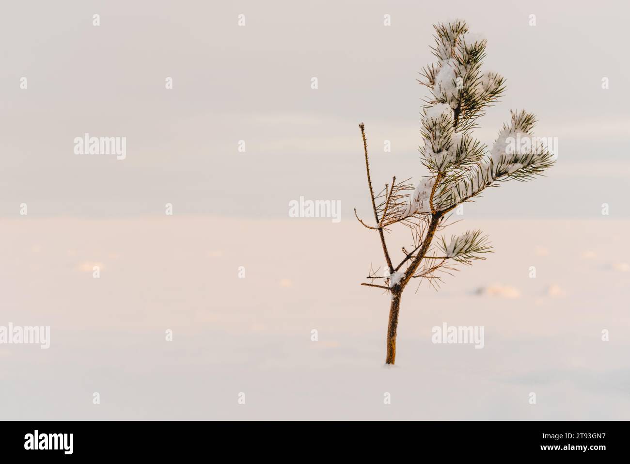Winter background with sapling of pine tree wrestling with cold weather ...