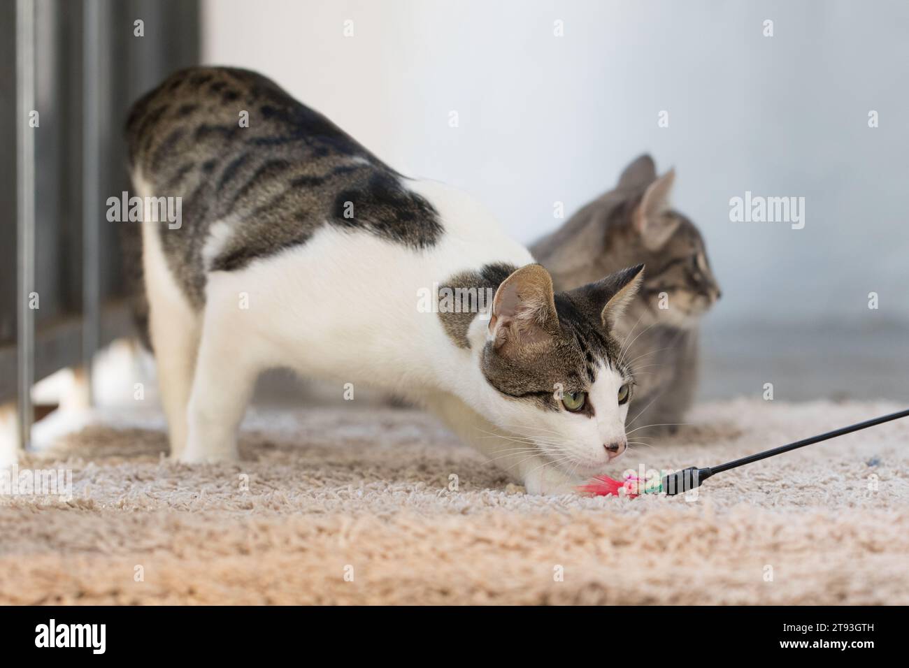 Cat play toy jump hi-res stock photography and images - Alamy