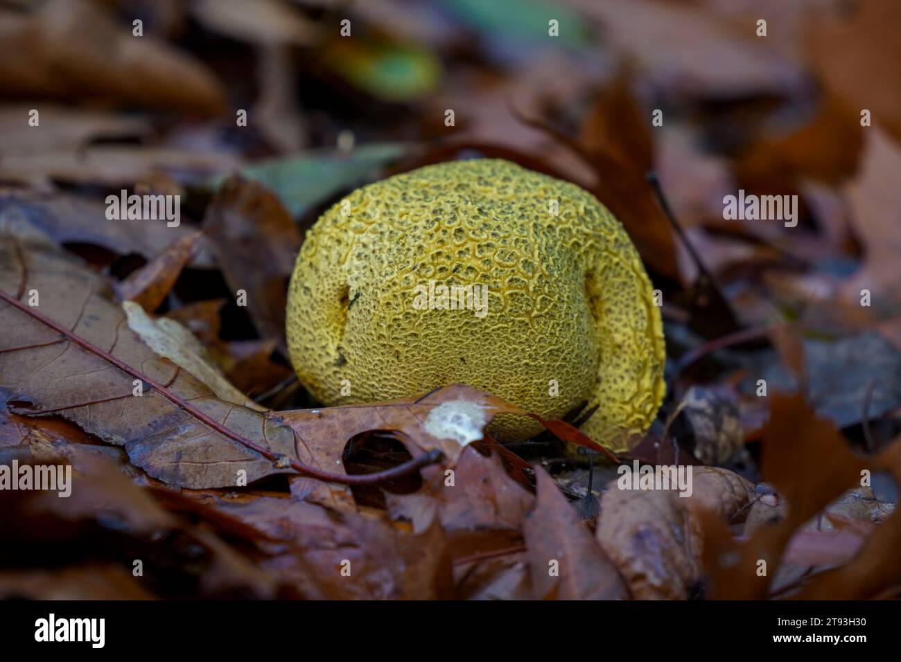Common Earthball, fungus, Scleroderma citrinum, mushroom on forest soil ...