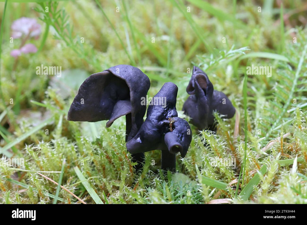 Helvella fallax, previously called Helvella atra, a saddle fungus from ...