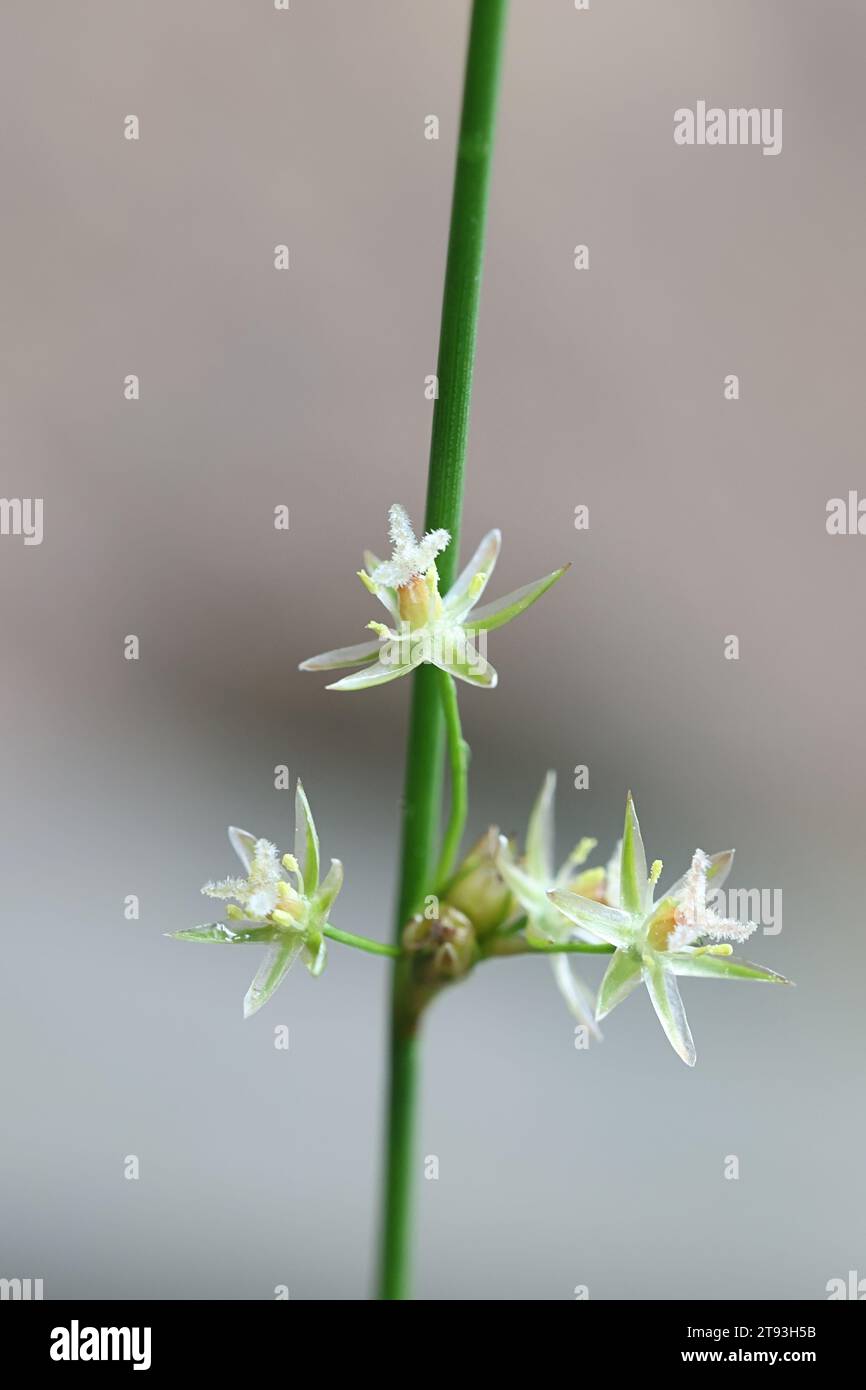 Juncus filiformis, commonly known as the thread rush, wild plant from ...