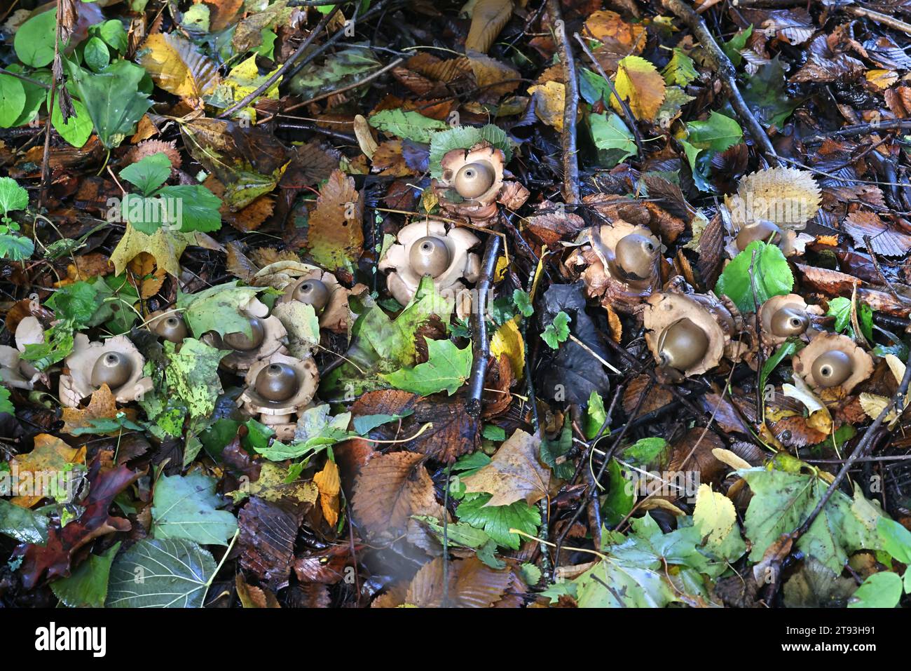 Earth star fungus hi-res stock photography and images - Alamy