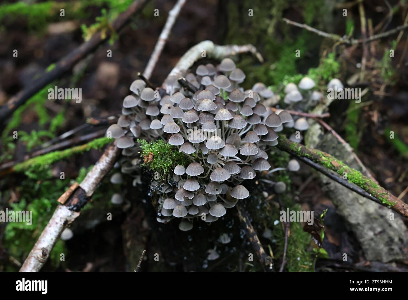 Coprinellus disseminatus, known as fairy inkcap or trooping crumble cap ...