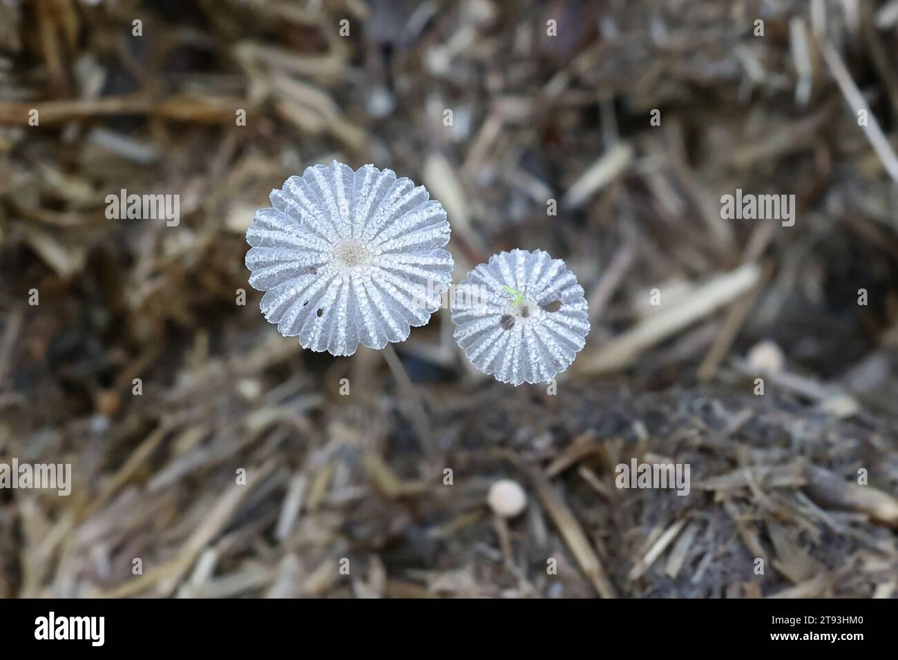 Parasola misera hi-res stock photography and images - Alamy