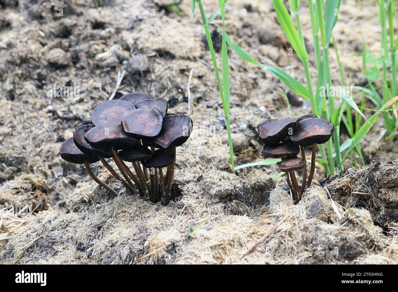Panaeolus cinctulus hi-res stock photography and images - Alamy