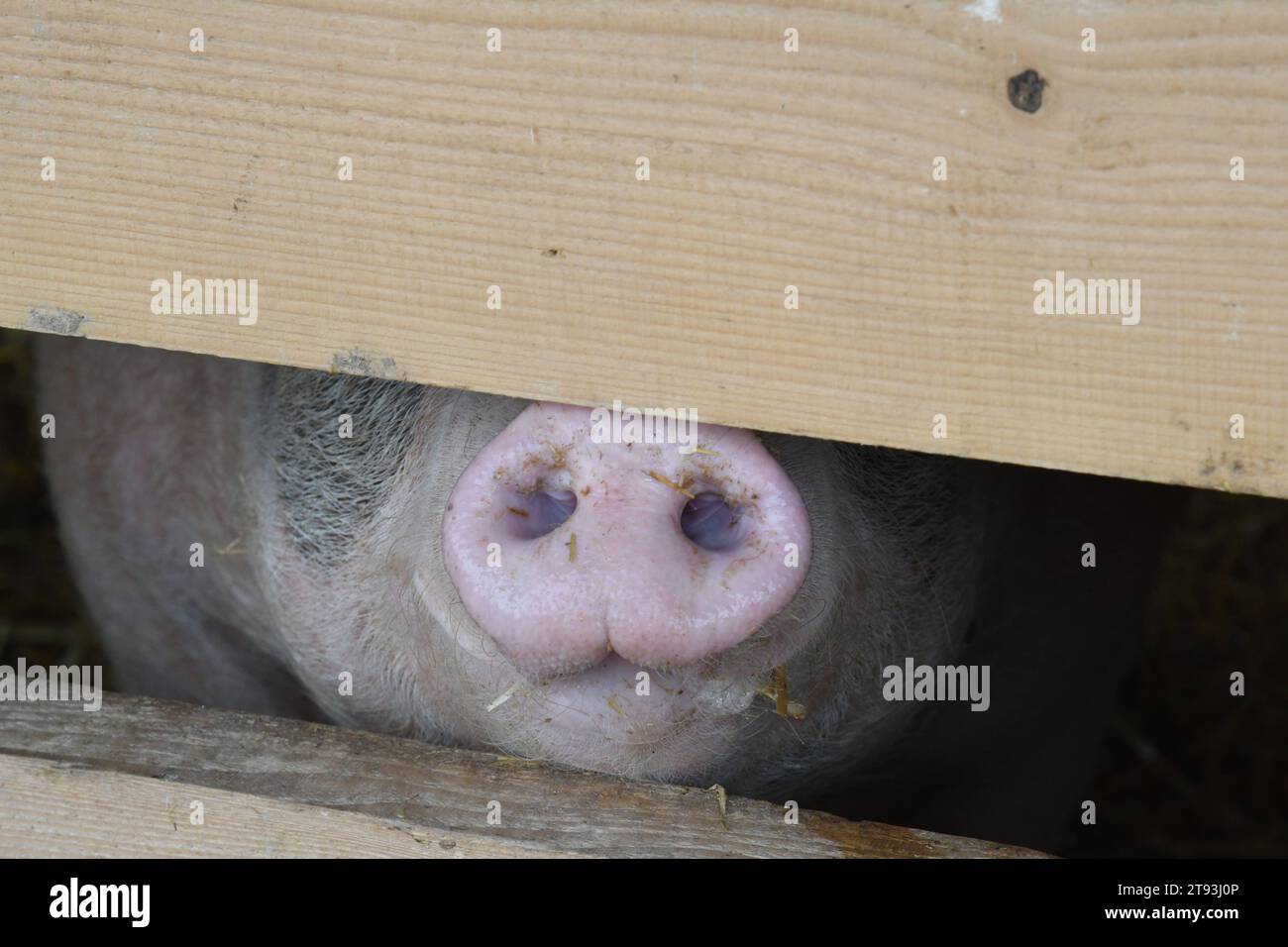 Tierwohlstandard hi-res stock photography and images - Alamy