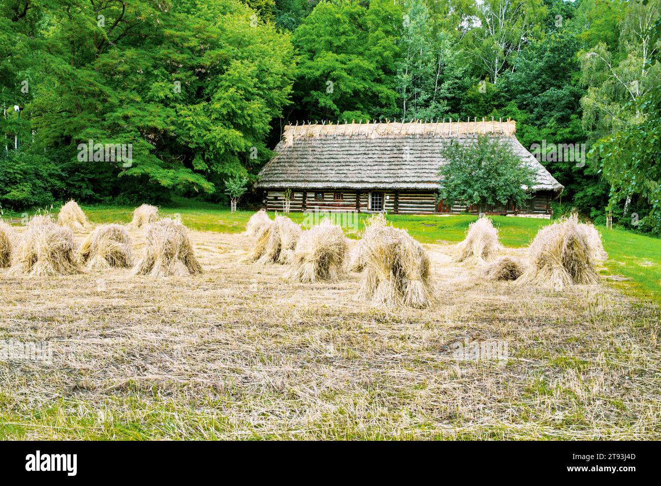 Beautiful rural landscape sheaves hi-res stock photography and images ...
