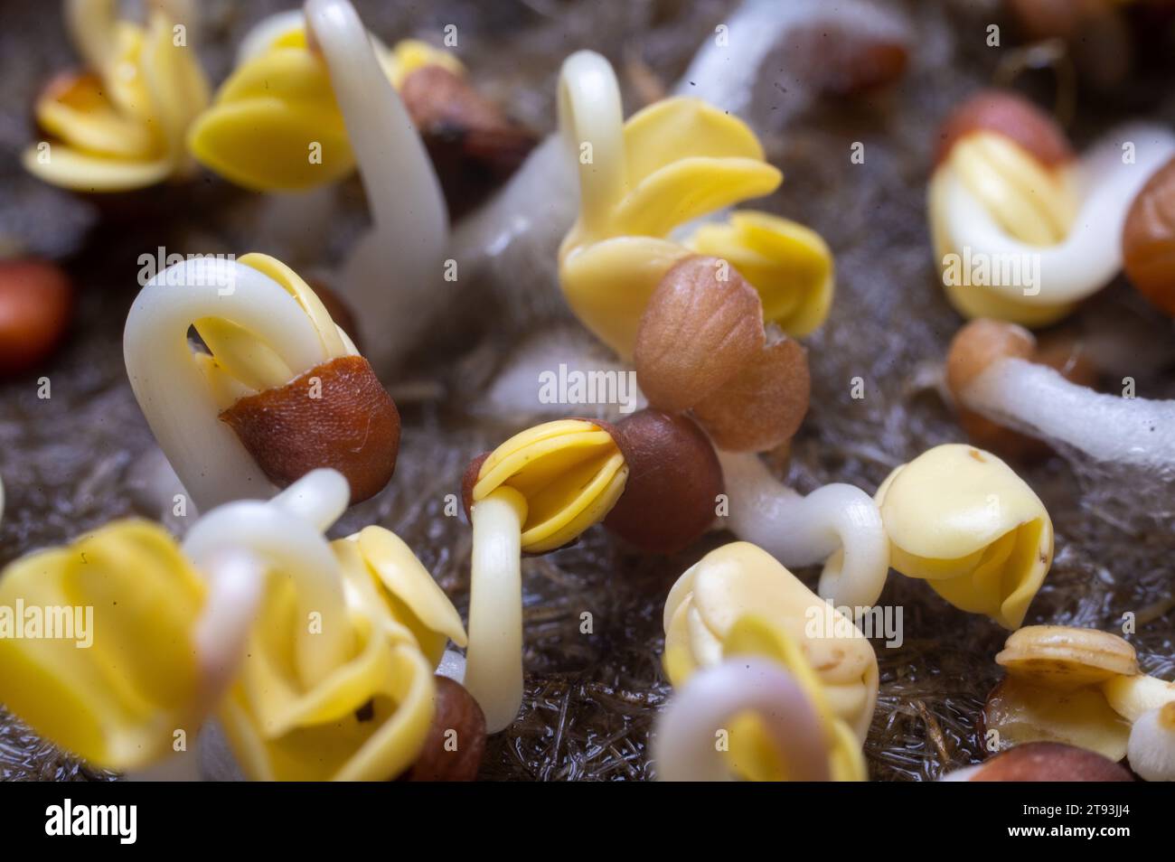 Macro photography of edible plant sprouts, vegetarian menu Stock Photo ...