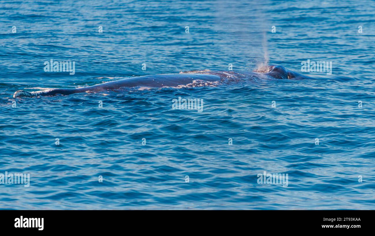 Close-up view of adult Hump Back Whale spouting through its blowhole ...