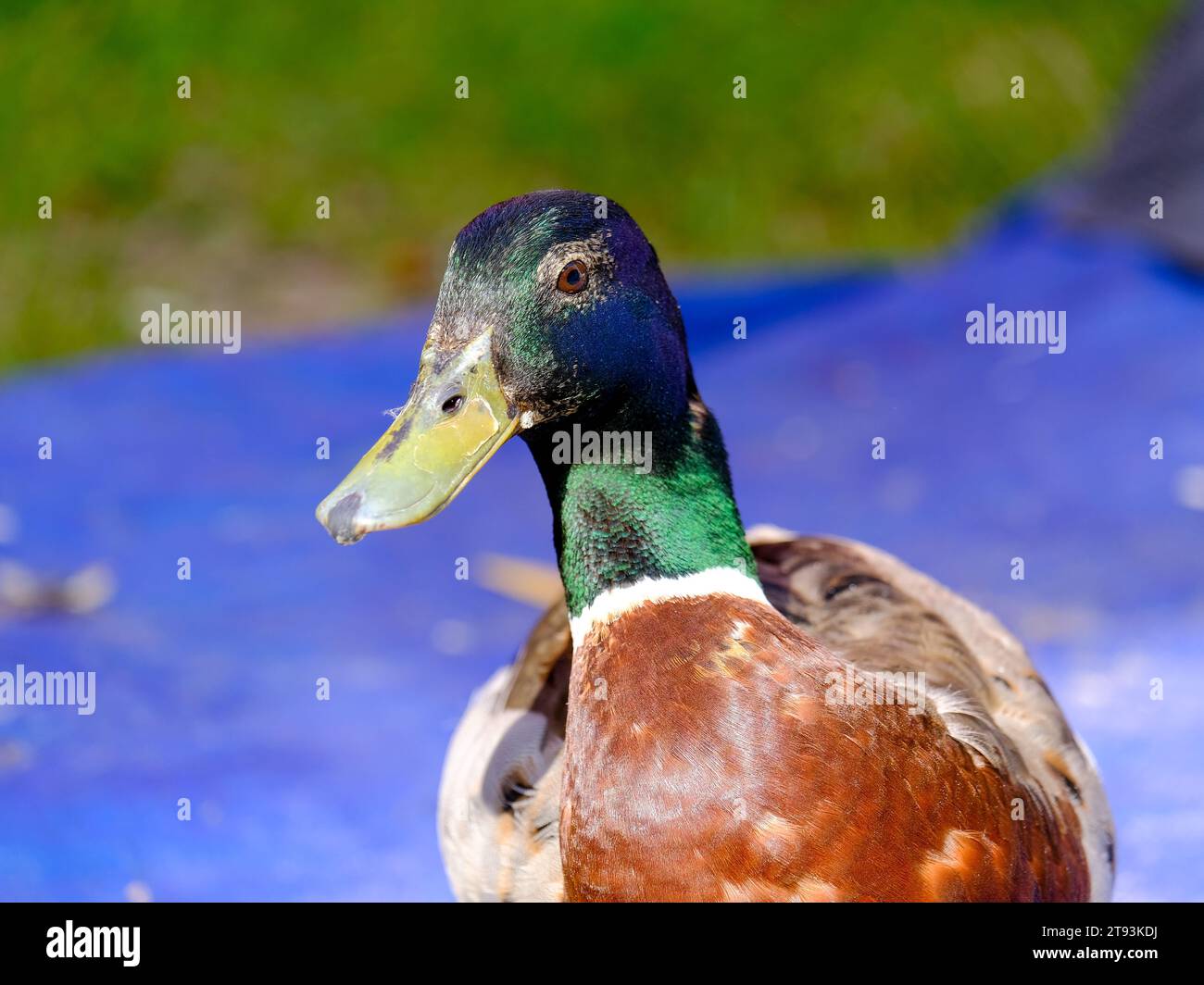 Beautiful birds enjoying a sunny day in Germany. Close-up of beautiful ...