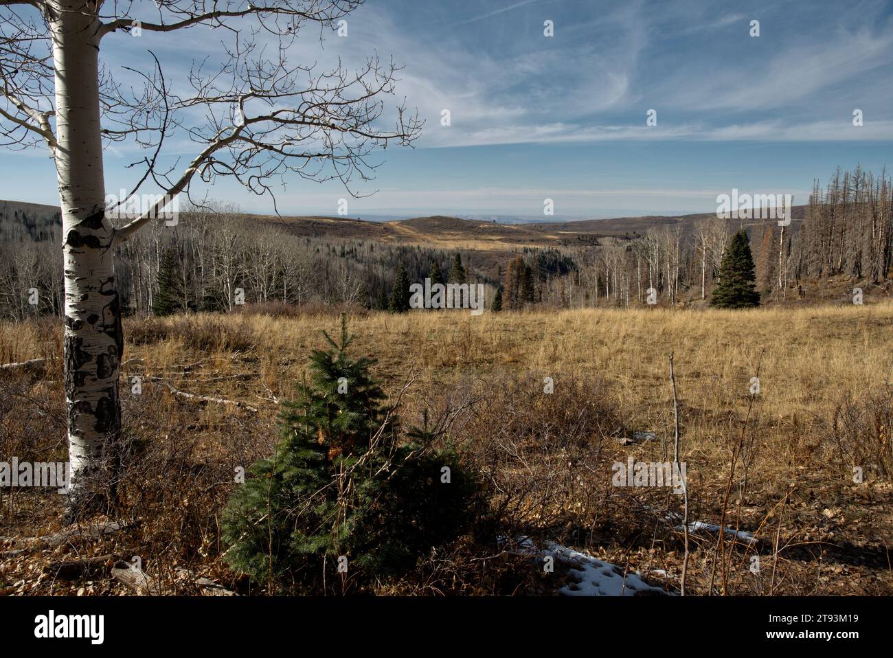A view from the Clark Lake Trail in the La Sal Mountains of Utah Stock ...