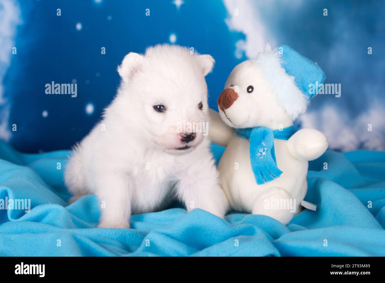 White fluffy small Samoyed puppy dog is on blue background Stock Photo ...
